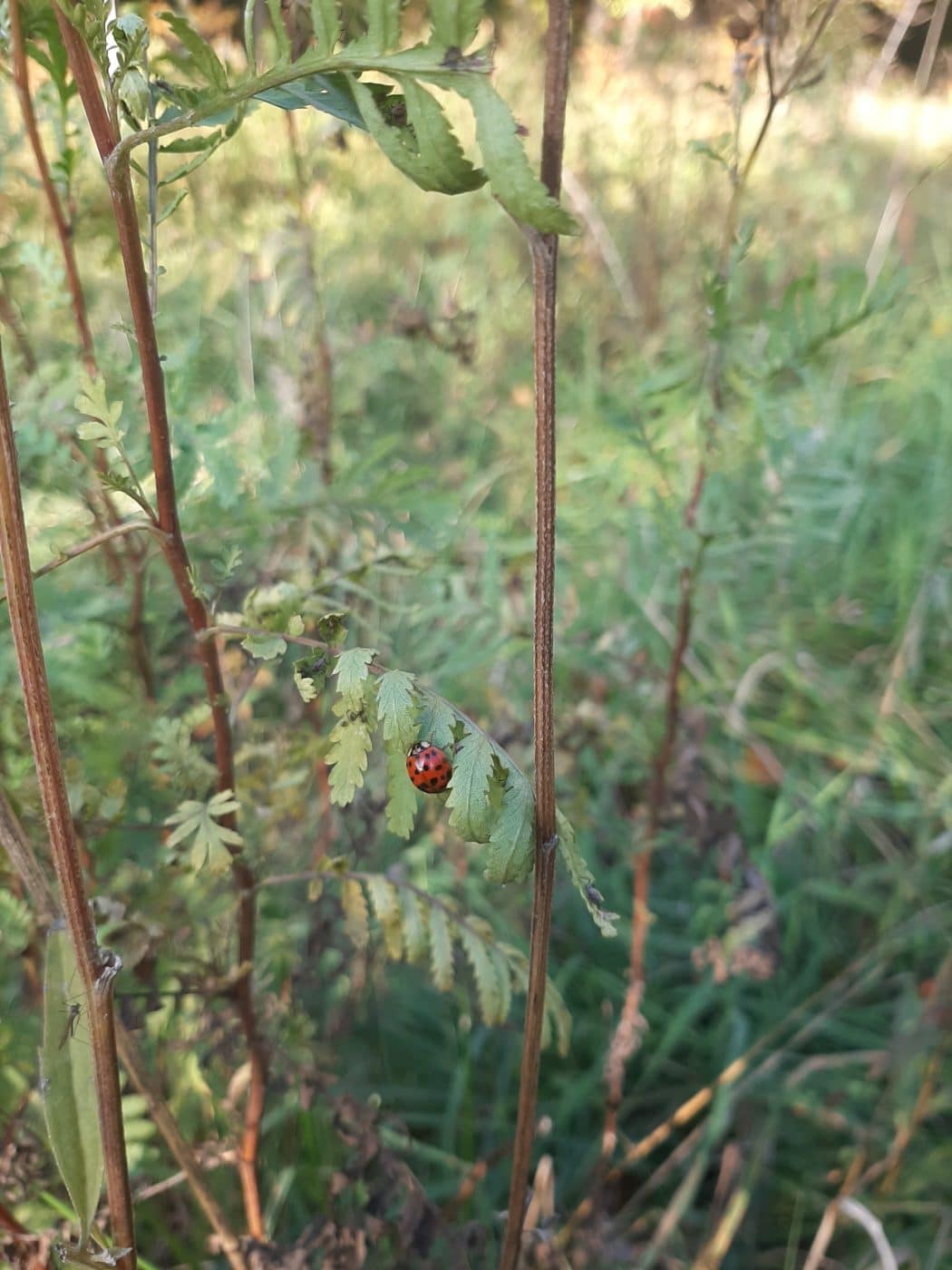 Insects | Nature School | Pittsburgh Parks Conservancy