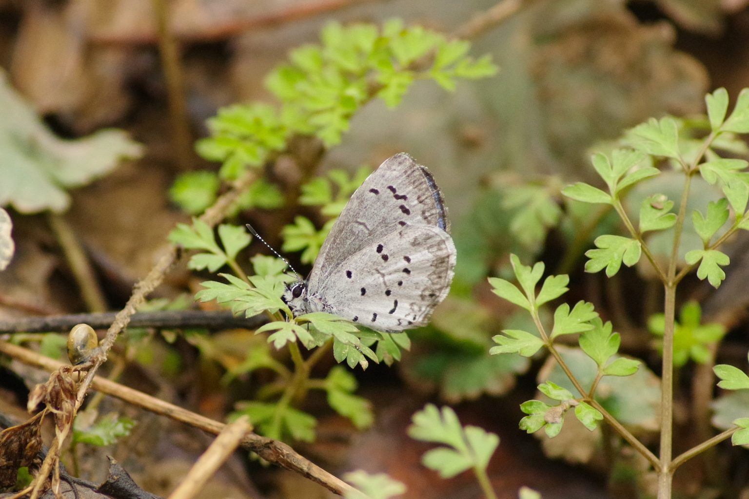 Events | Pittsburgh Parks Conservancy