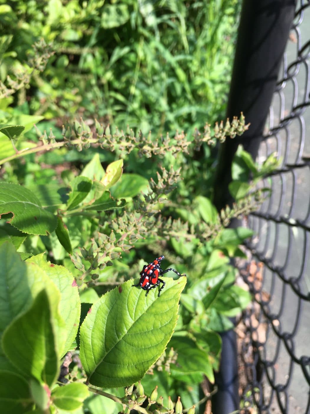 Spotted Lanternfly: Egg Masses Lying in Wait | Pittsburgh Parks Conservancy