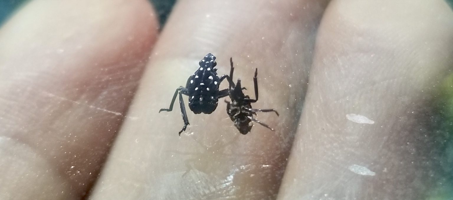 Spotted Lanternfly: Egg Masses Lying in Wait | Pittsburgh Parks Conservancy