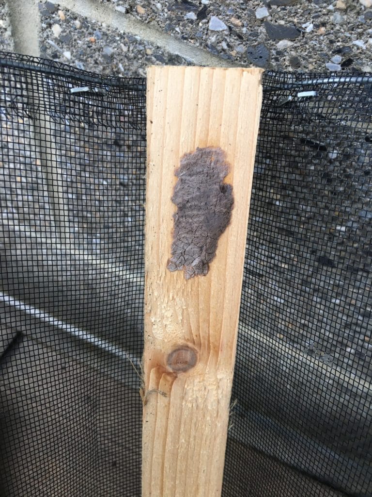 Spotted Lanternfly: Egg Masses Lying in Wait | Pittsburgh Parks Conservancy