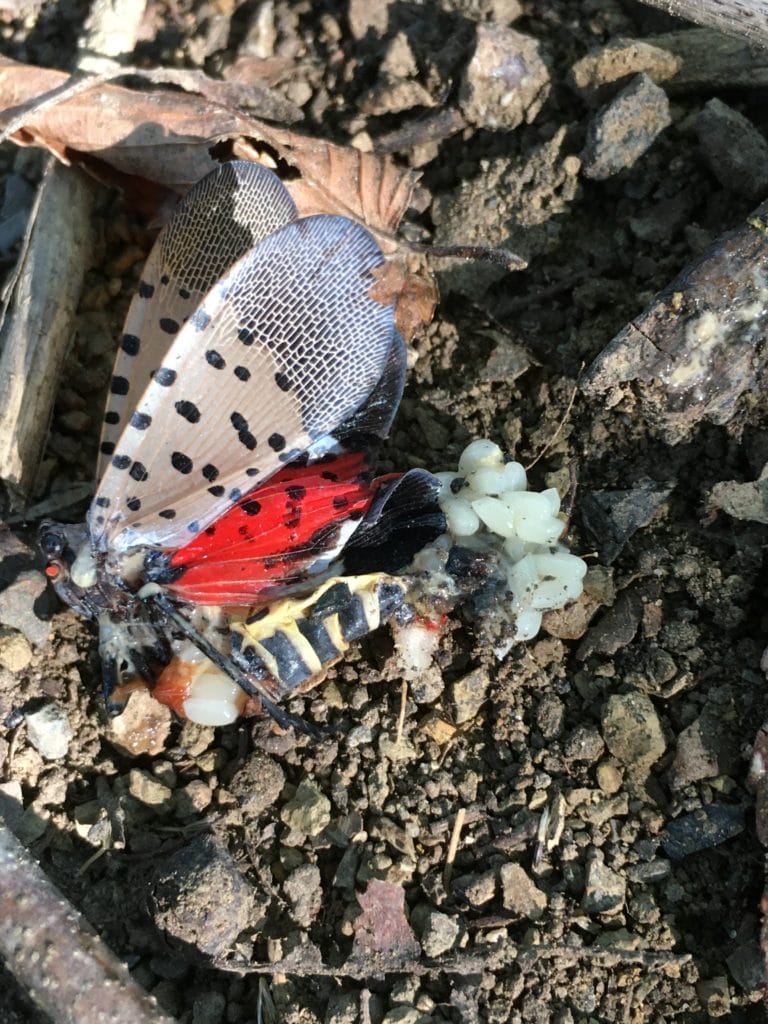 Spotted Lanternfly: Egg Masses Lying in Wait | Pittsburgh Parks Conservancy