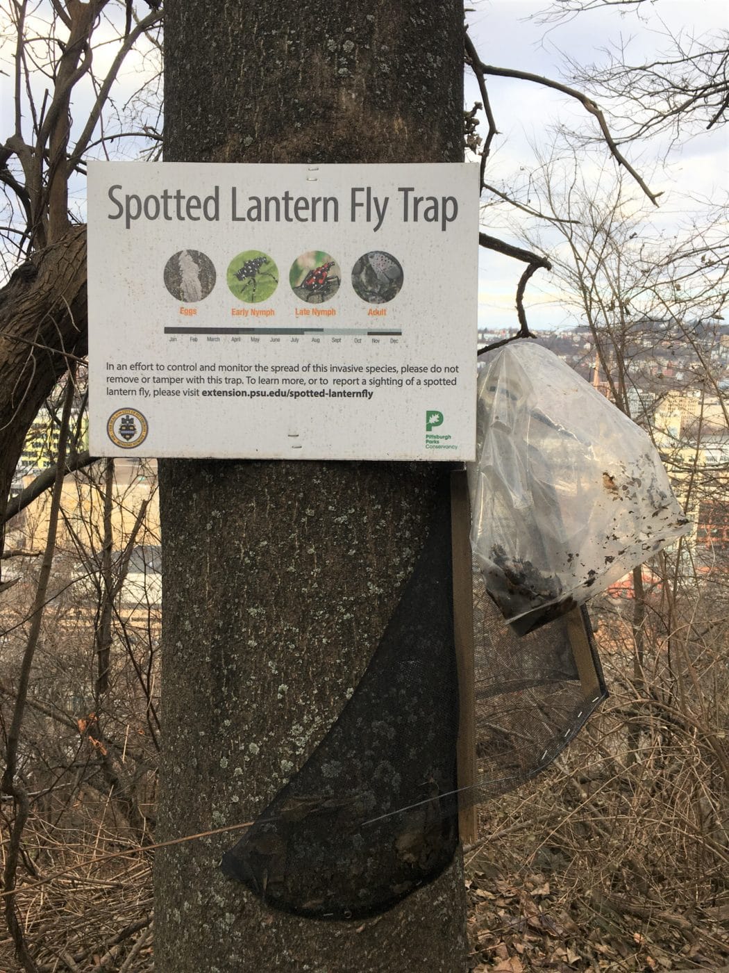 Spotted Lanternfly: Egg Masses Lying in Wait | Pittsburgh Parks Conservancy