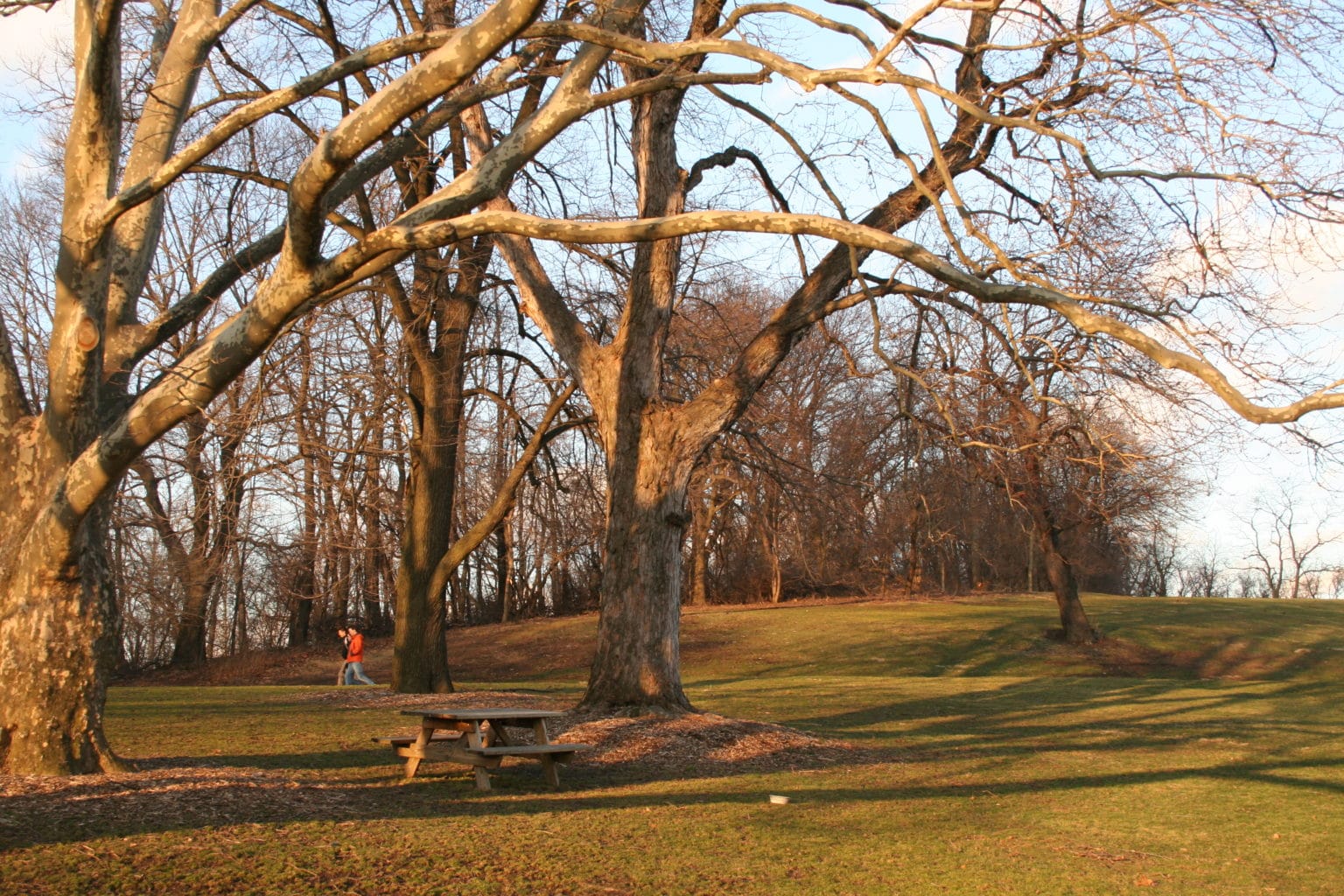 Frick Park HTL Trees Triunk Shadoe Sunny Winter Spring Lawn Green ...