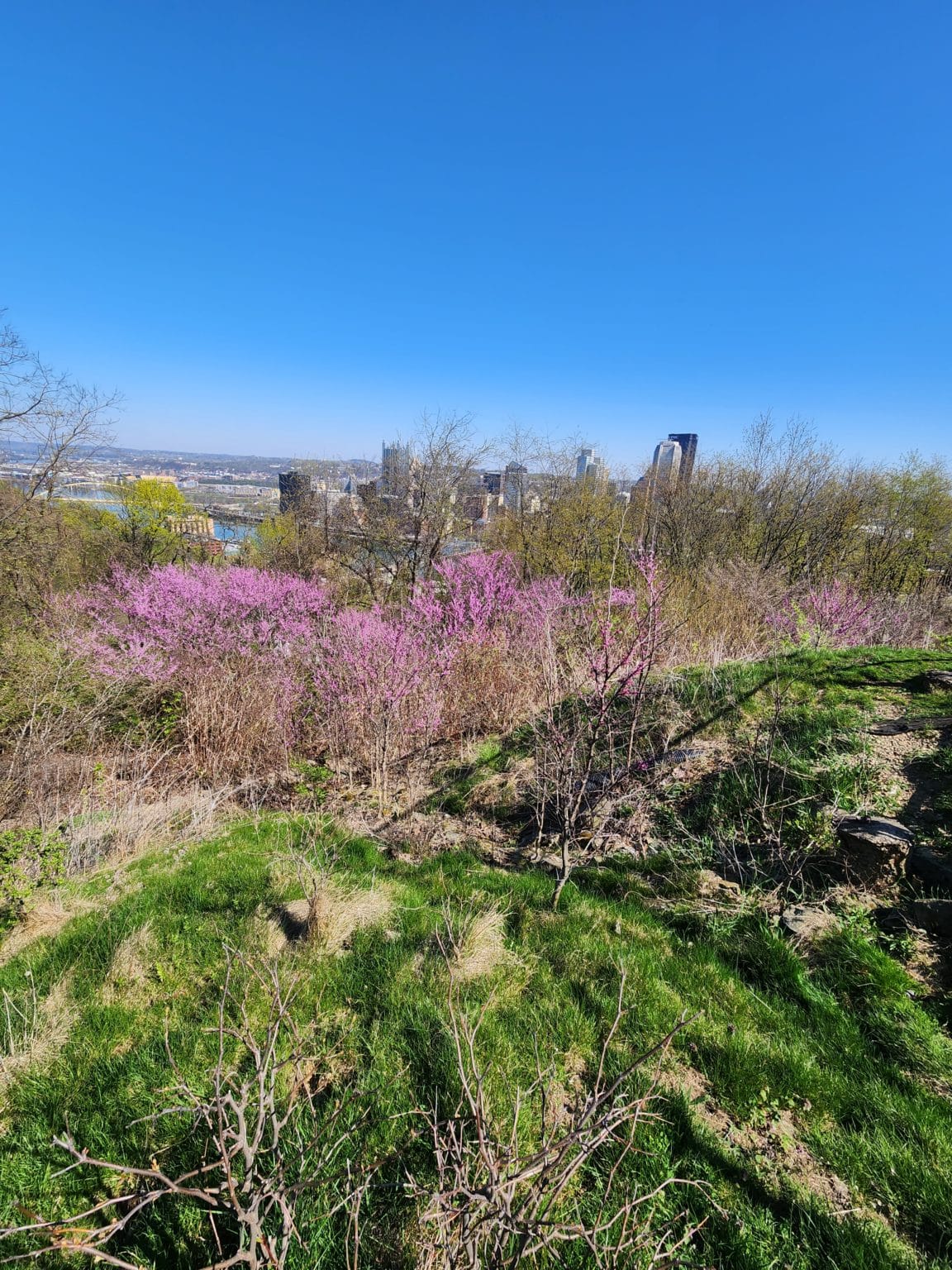 Bigbee Field Pollinator Meadow | Pittsburgh Parks Conservancy