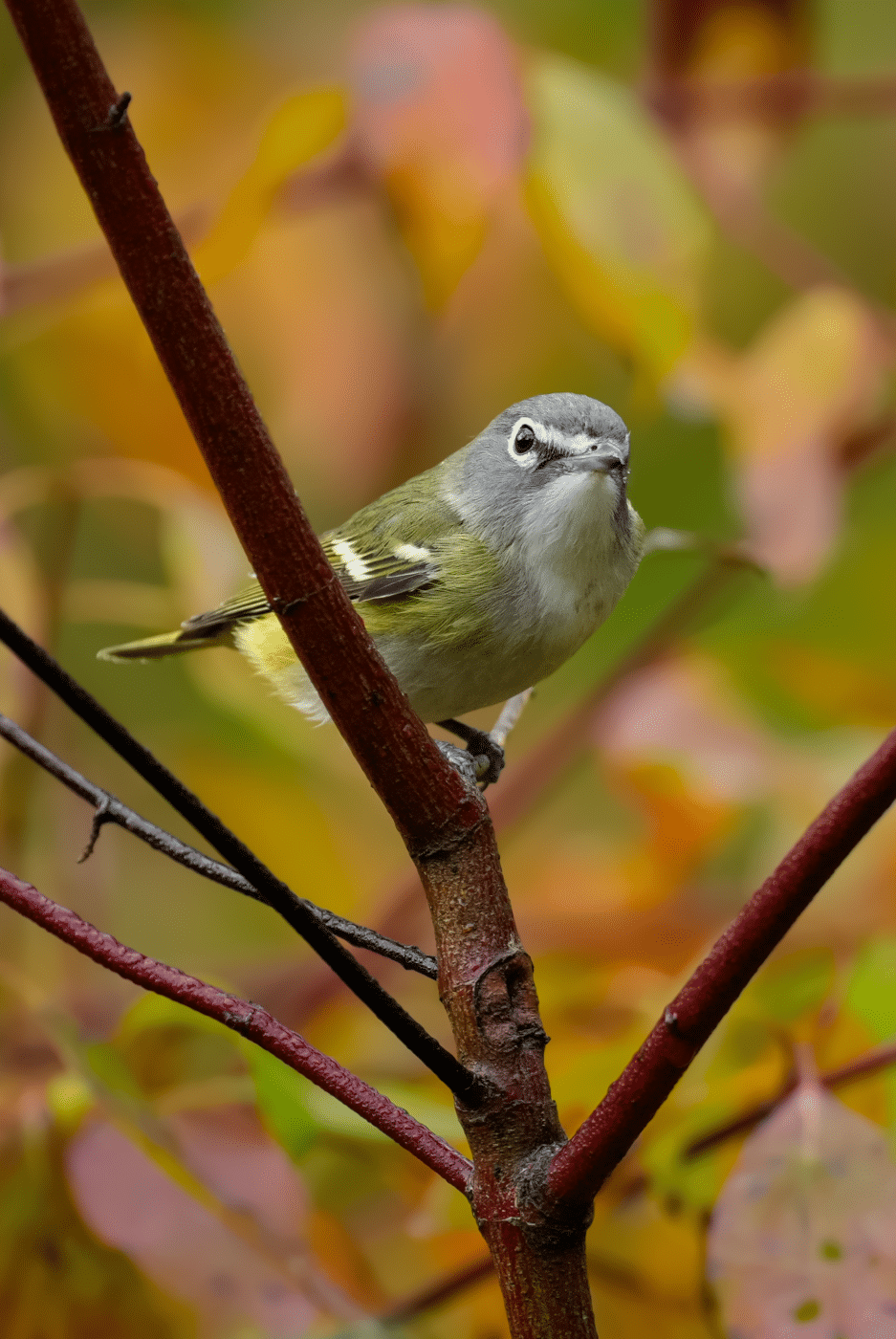 Look Up! Fall Bird Migration is Upon Us | Pittsburgh Parks Conservancy